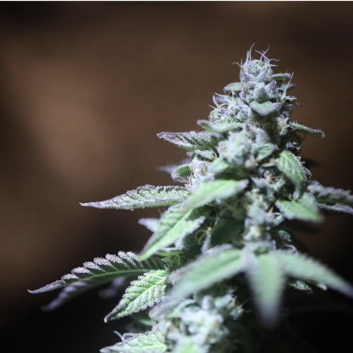 Weed and Bodybuilding — Nutrex Research